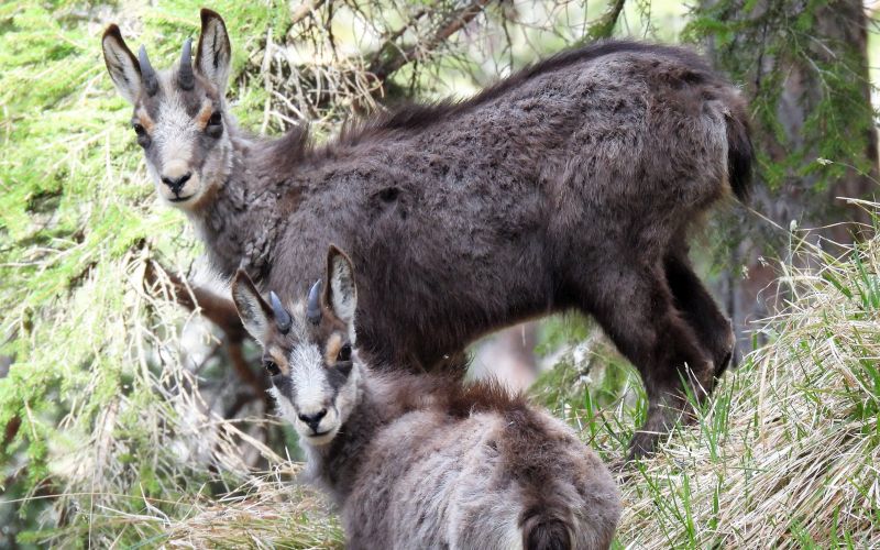Gamslebensräume in den Bayerischen Alpen – Eine Analyse der Deutschen ...