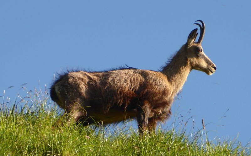 Gams im Klimawandel – die akute Gefahr nimmt zu! – Wildes Bayern e.V.