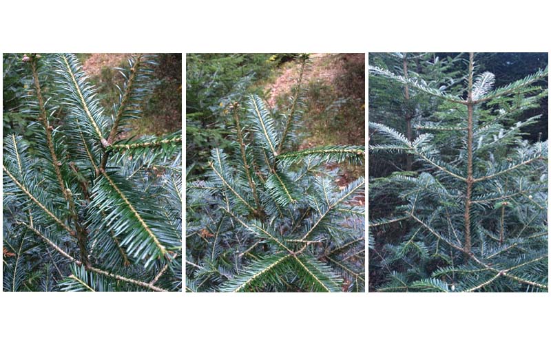 Oh Tannenbaum, du lodernde Zukunft des Waldes – Wildes Bayern e.V.