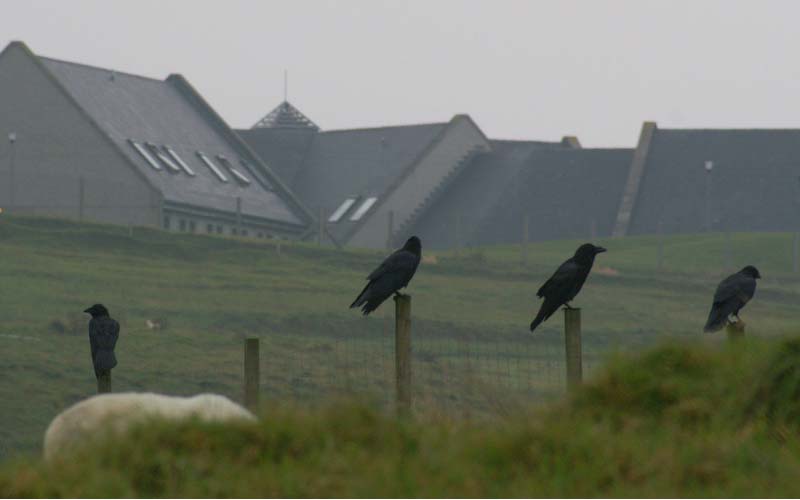 Folgen Raben dem Mensch seit 30.000 Jahren? – Wildes Bayern e.V.