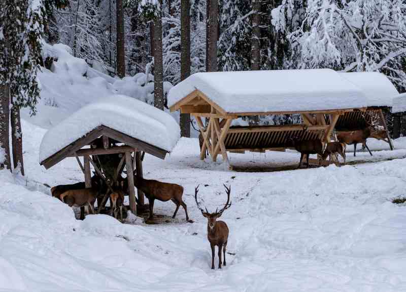 Freie Wähler brechen Lanze für die Winterfütterung – Wildes Bayern e.V.