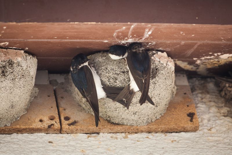 Projekt bietet super Tipps zu Artenschutz am Haus – Wildes Bayern e.V.