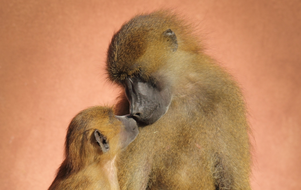 It started with a kiss: Unser tierisches Erbe aus dem Miozän – Wildes ...